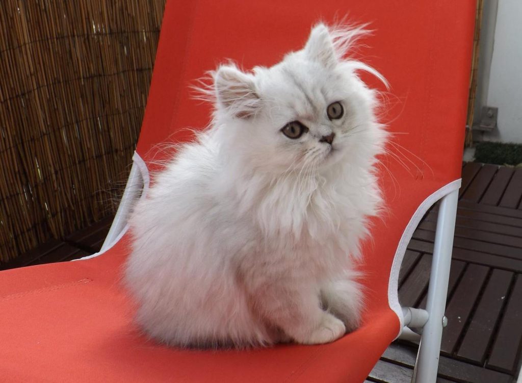 Acheter chat nain – chaton chien à donner