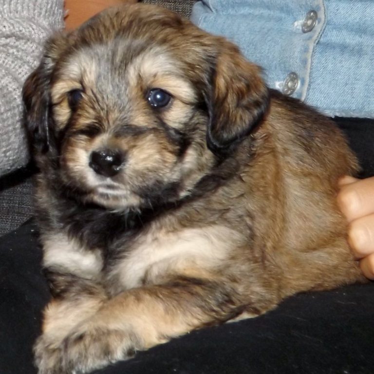 Chiens croisés à donner – chaton chien à donner