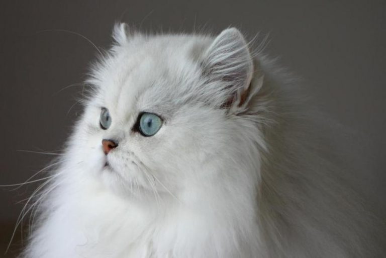 Le chat persan chinchilla – chaton chien à donner