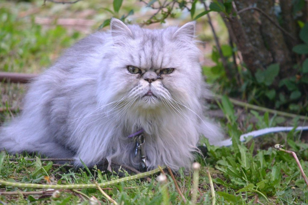 Chat persan noir yeux bleu – chaton chien à donner